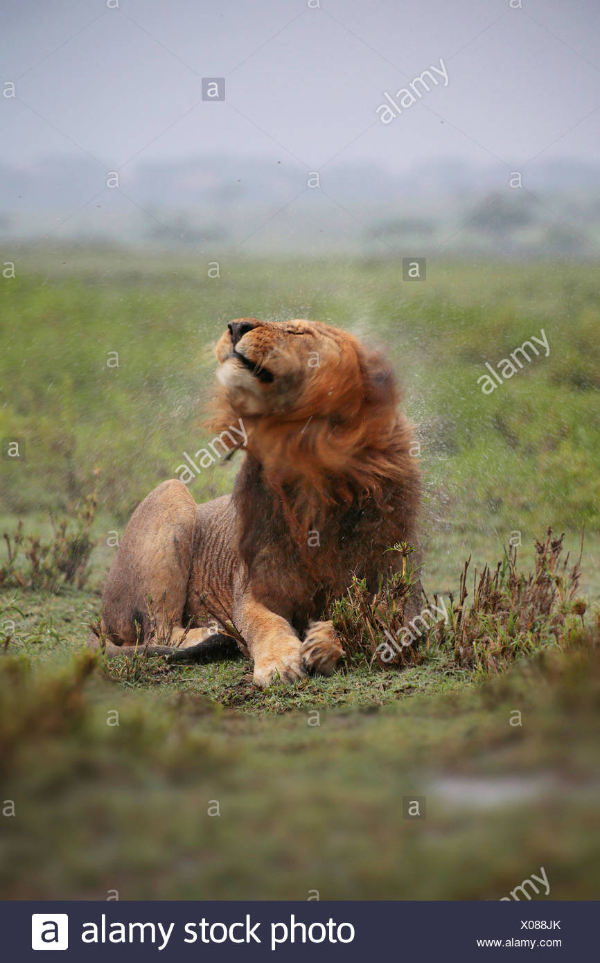 Wet Animal Stock Photos & Wet Animal Stock Images - Alamy