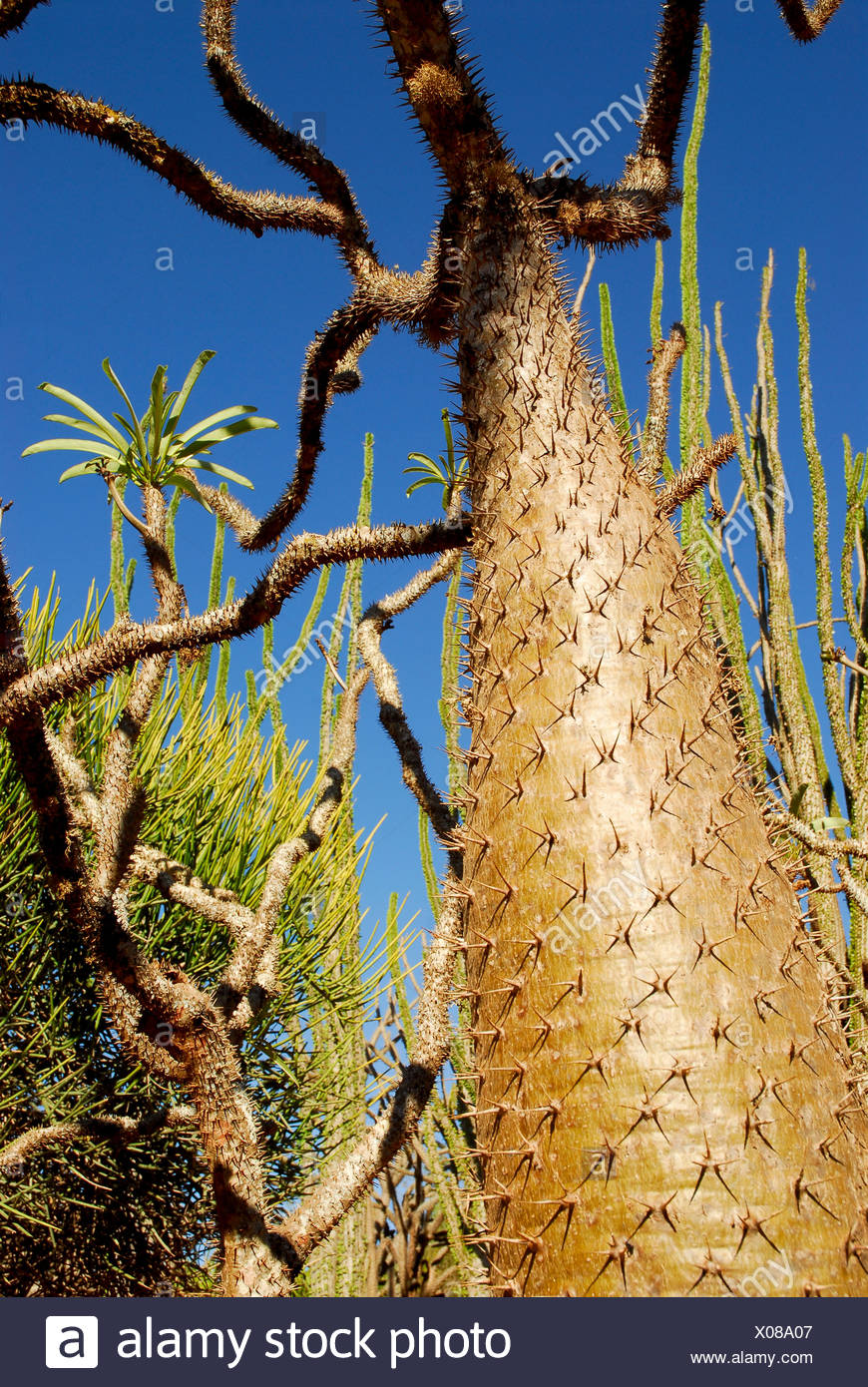 Pachypodium Tree Stock Photos & Pachypodium Tree Stock Images - Alamy
