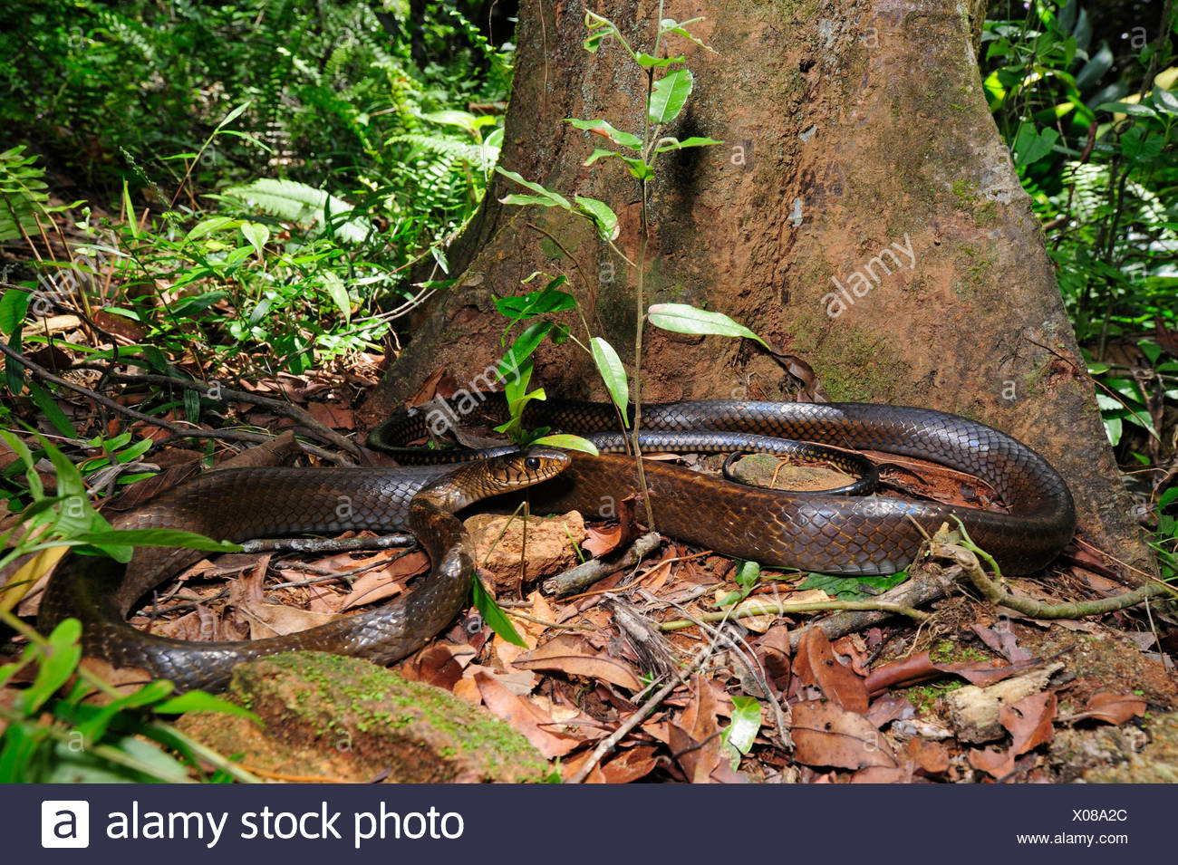 Dhaman High Resolution Stock Photography and Images - Alamy