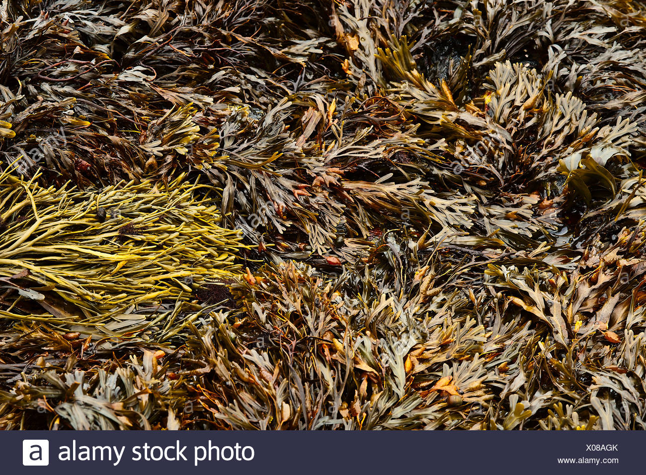 Knotted Wrack Algae High Resolution Stock Photography and Images - Alamy