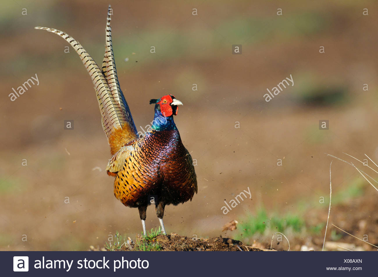 Male Pheasant Stock Photos & Male Pheasant Stock Images - Alamy