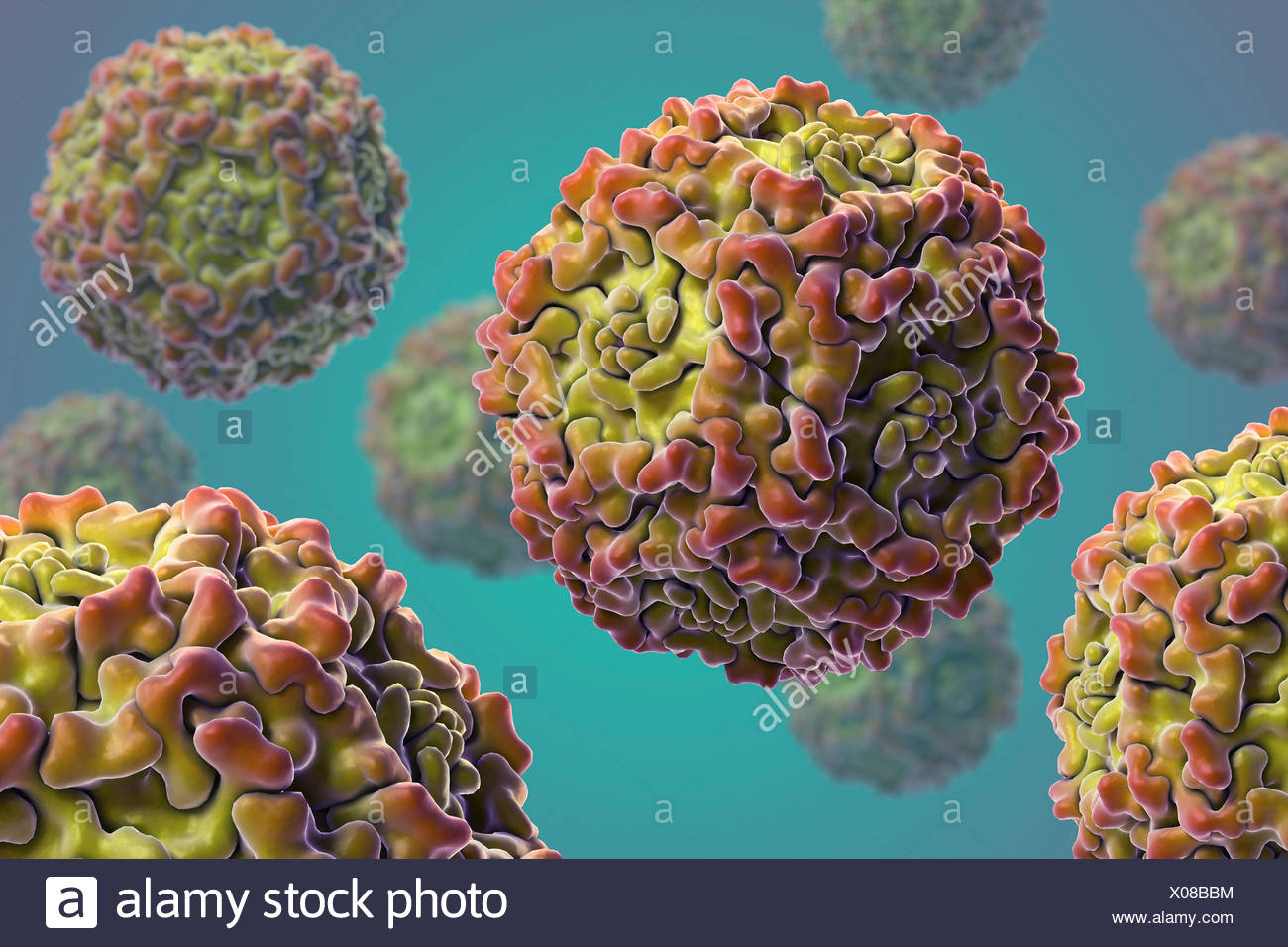 Parvovirus B19 Stock Photos & Parvovirus B19 Stock Images - Alamy