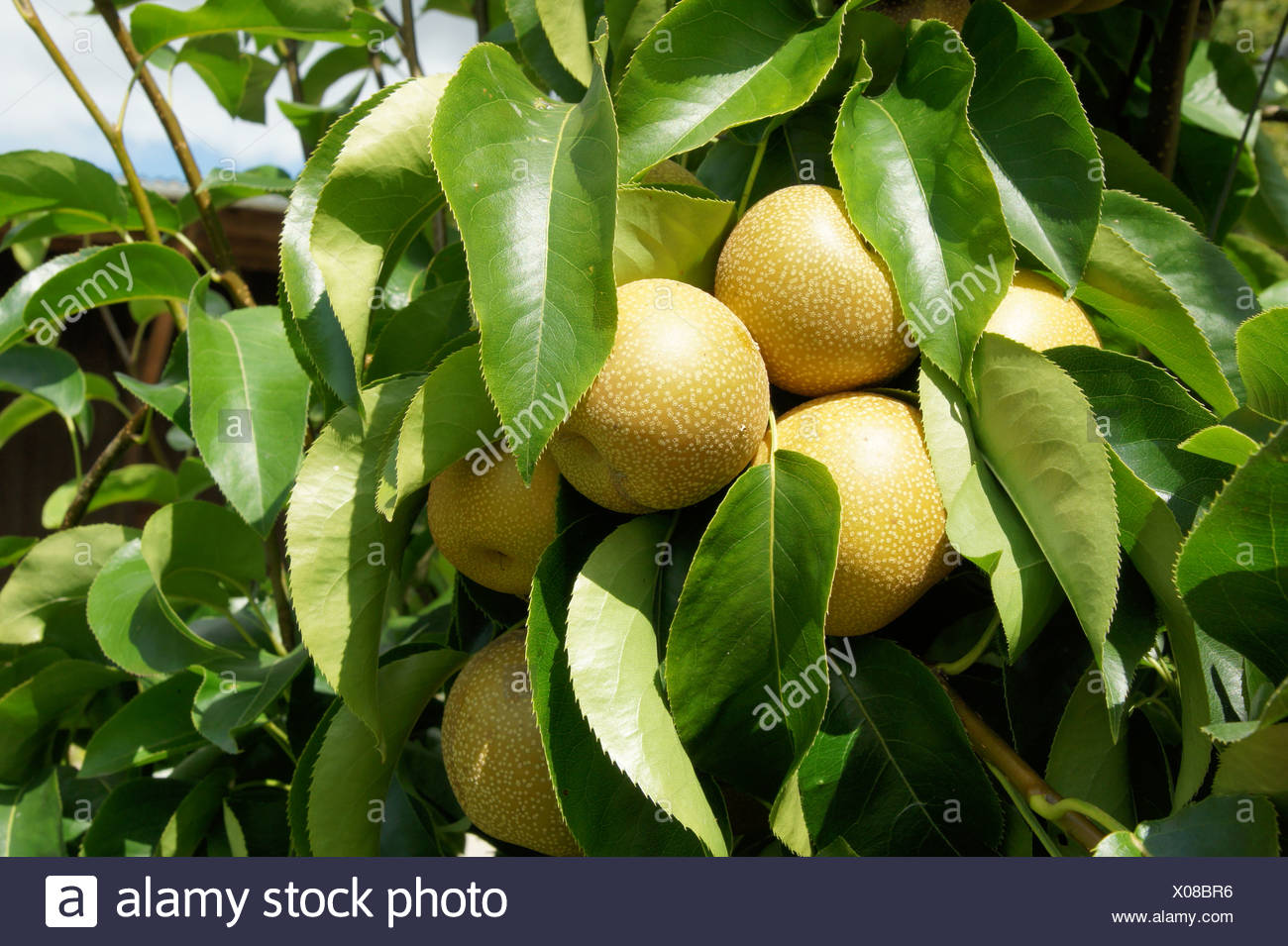 Asian Hosui High Resolution Stock Photography and Images - Alamy