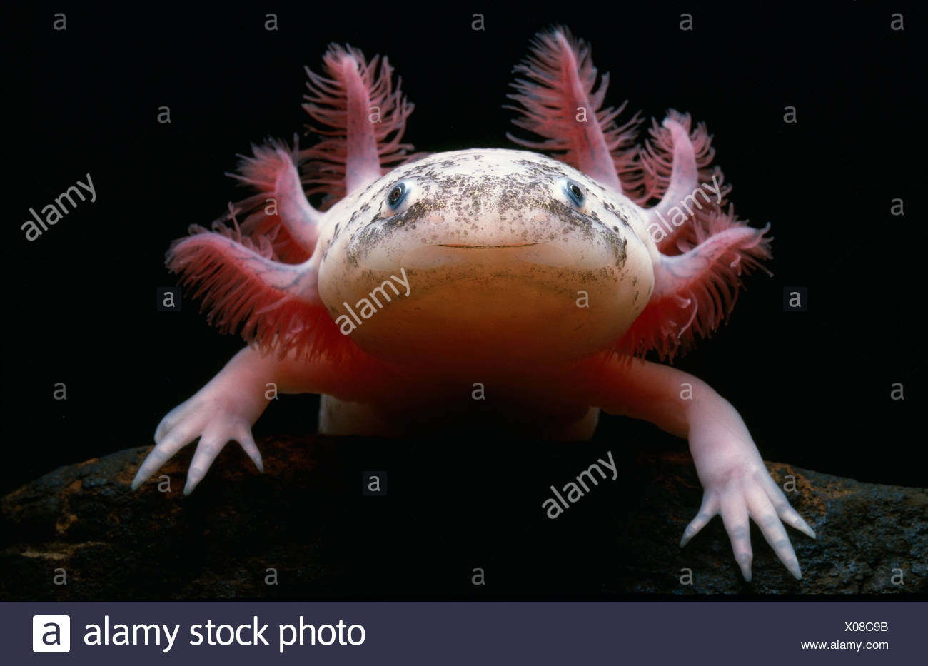 Mexican Axolotl High Resolution Stock Photography and Images - Alamy