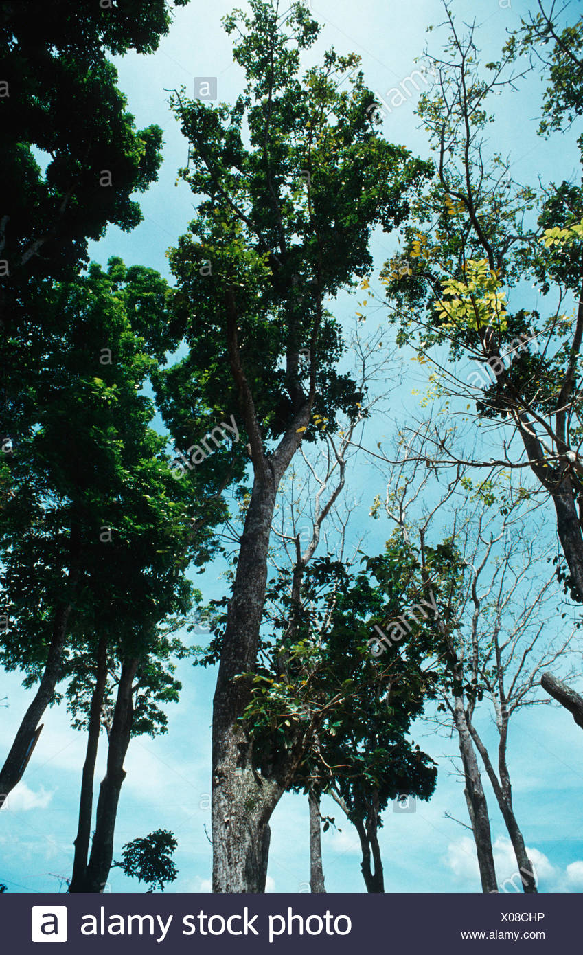 Mahogany Tree Flower High Resolution Stock Photography and Images - Alamy