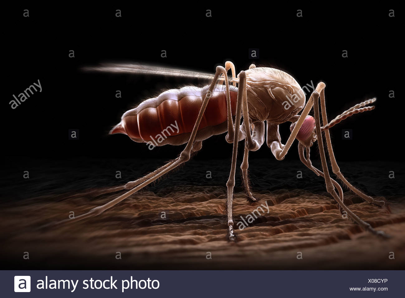 Anopheles High Resolution Stock Photography and Images - Alamy
