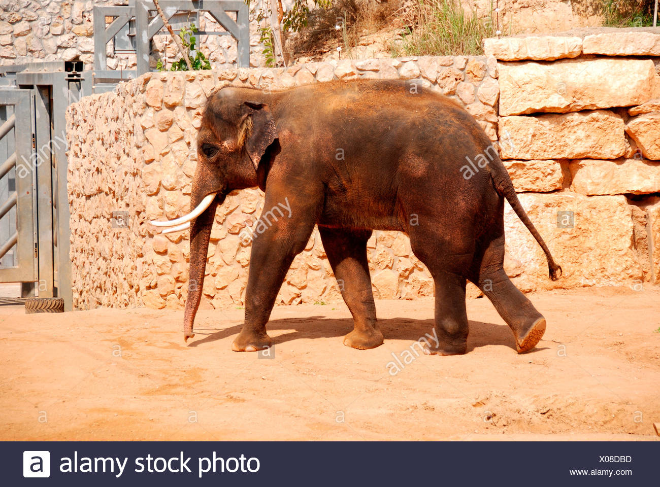 Elephant Cages High Resolution Stock Photography and Images - Alamy