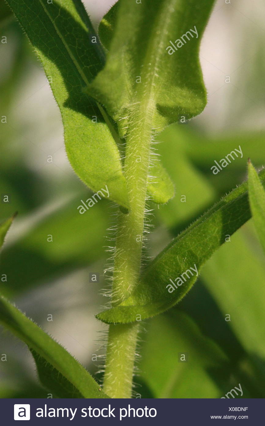 Pflanzendetail High Resolution Stock Photography and Images - Alamy