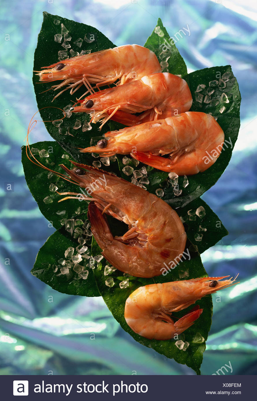 Gamba Prawns High Resolution Stock Photography and Images - Alamy