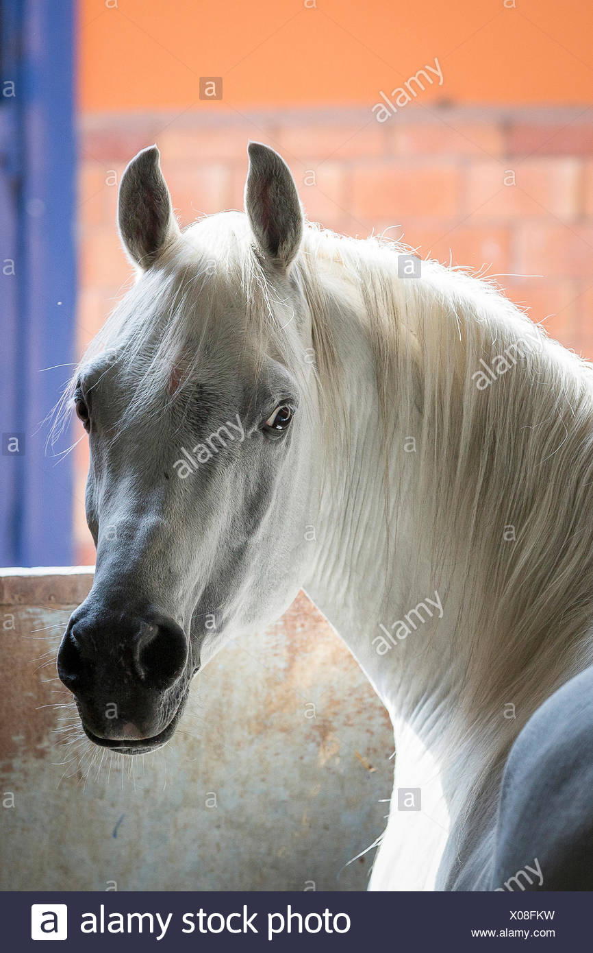 Arab Horse Stable High Resolution Stock Photography and Images - Alamy