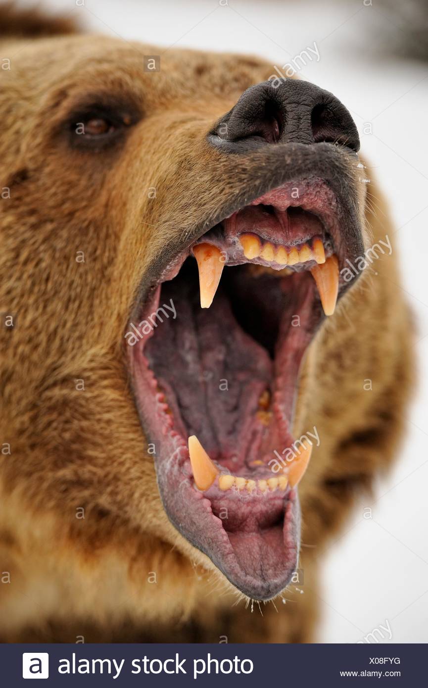 Grizzly Bear Ursus Captive Snarling High Resolution Stock Photography ...
