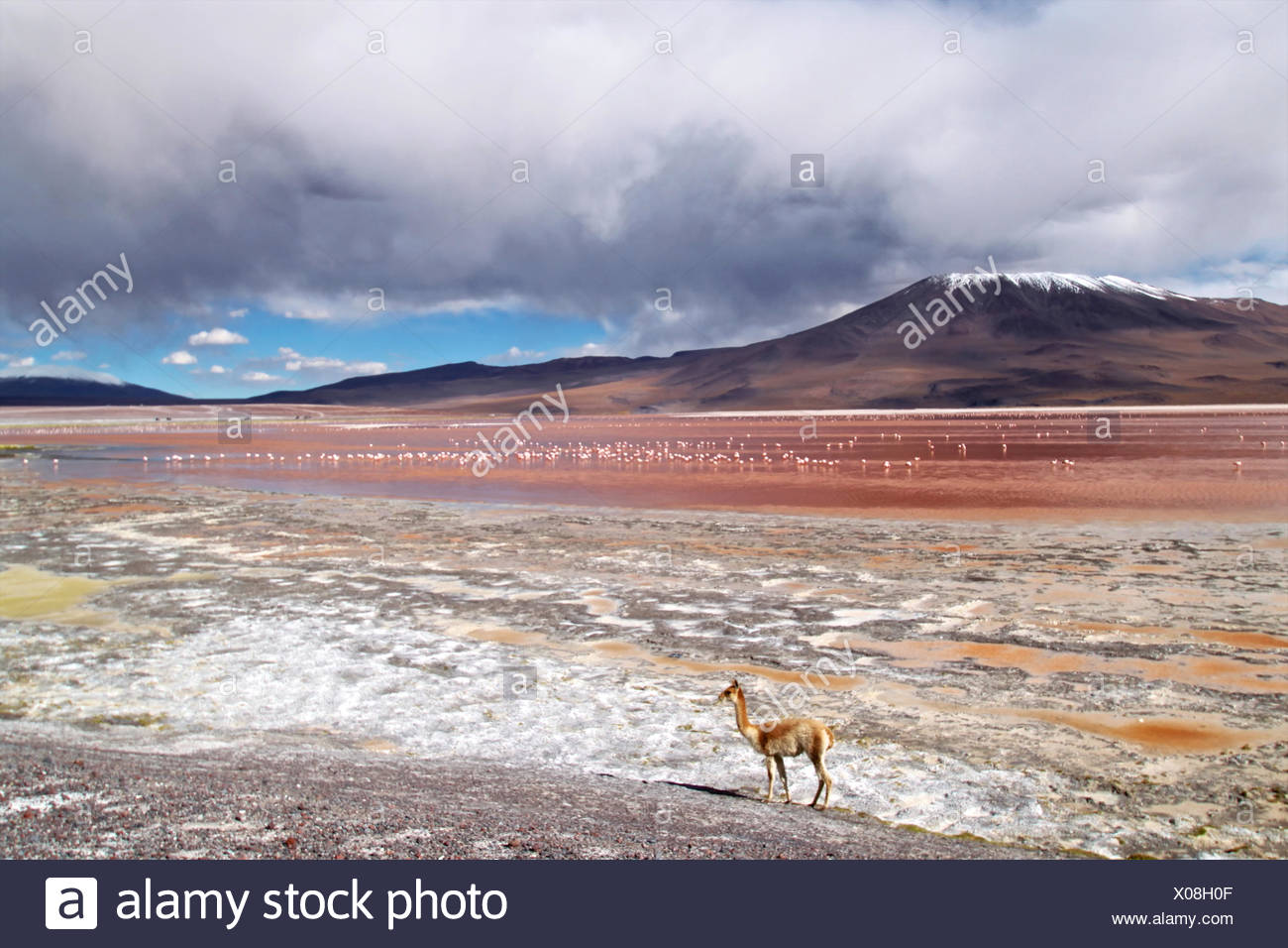 Laguna Colorada Bolivia High Resolution Stock Photography and Images ...