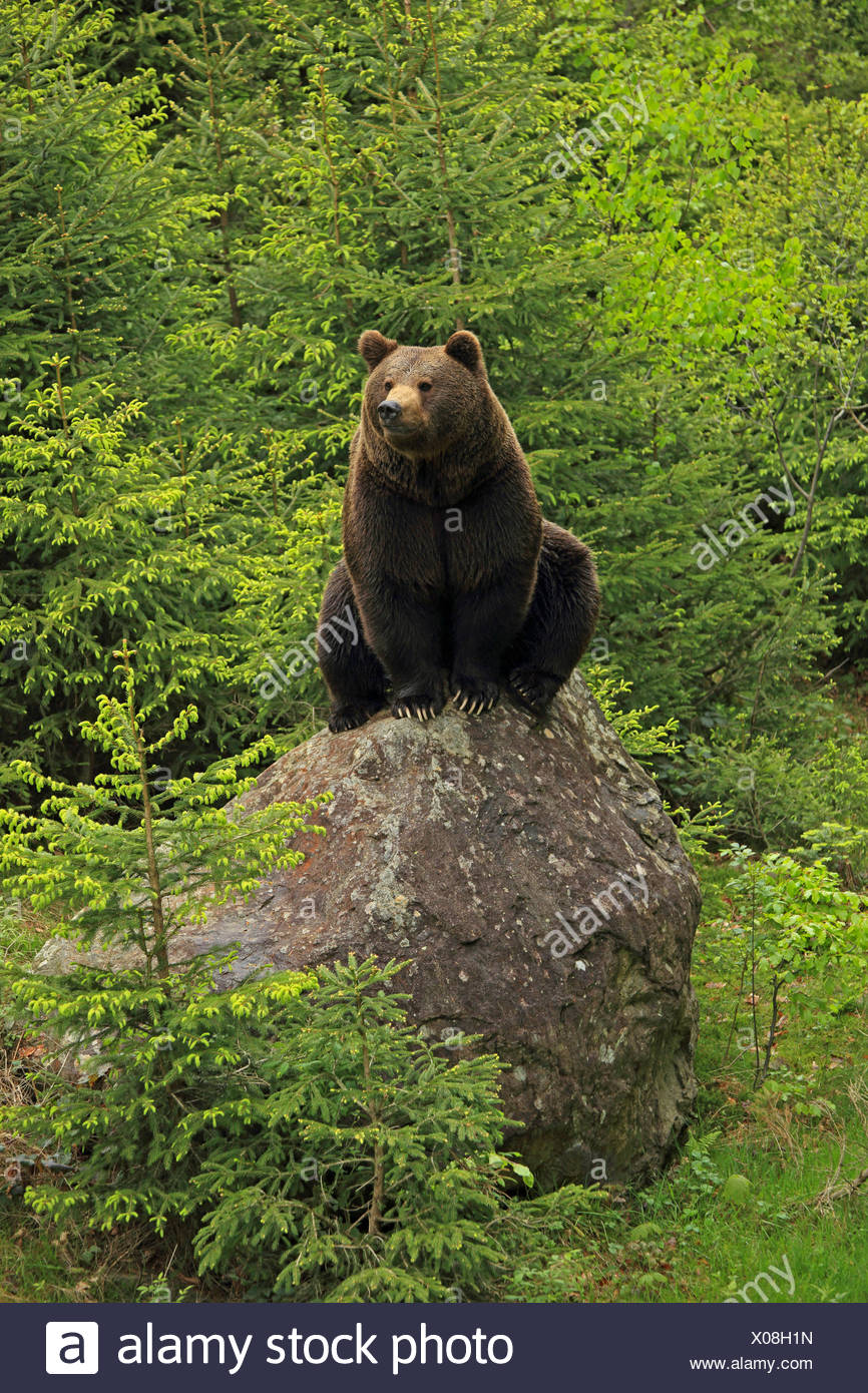 Brown Bear Sitting On Rock High Resolution Stock Photography and Images ...