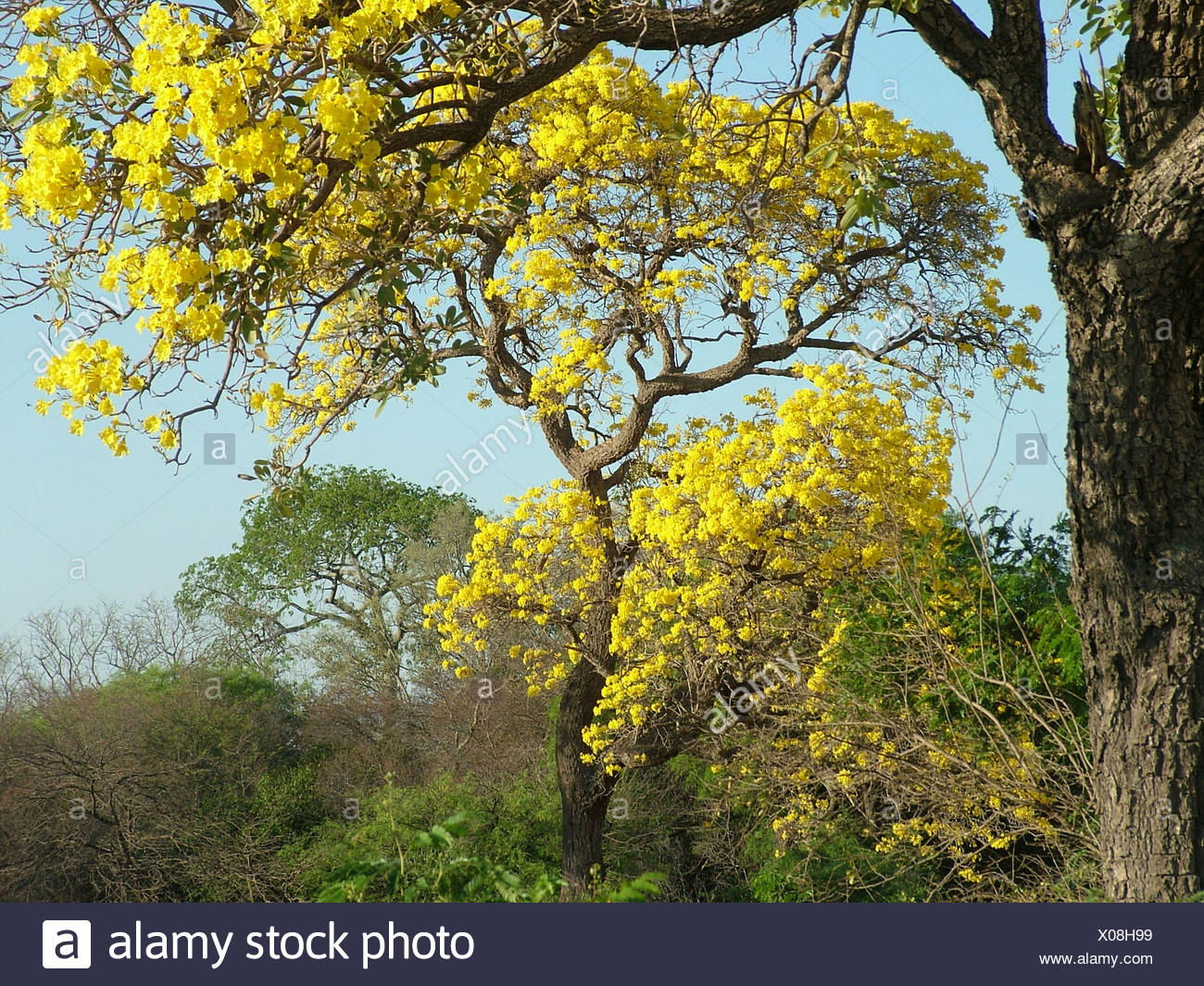 Typical Savannah Landscape With Tree High Resolution Stock Photography ...