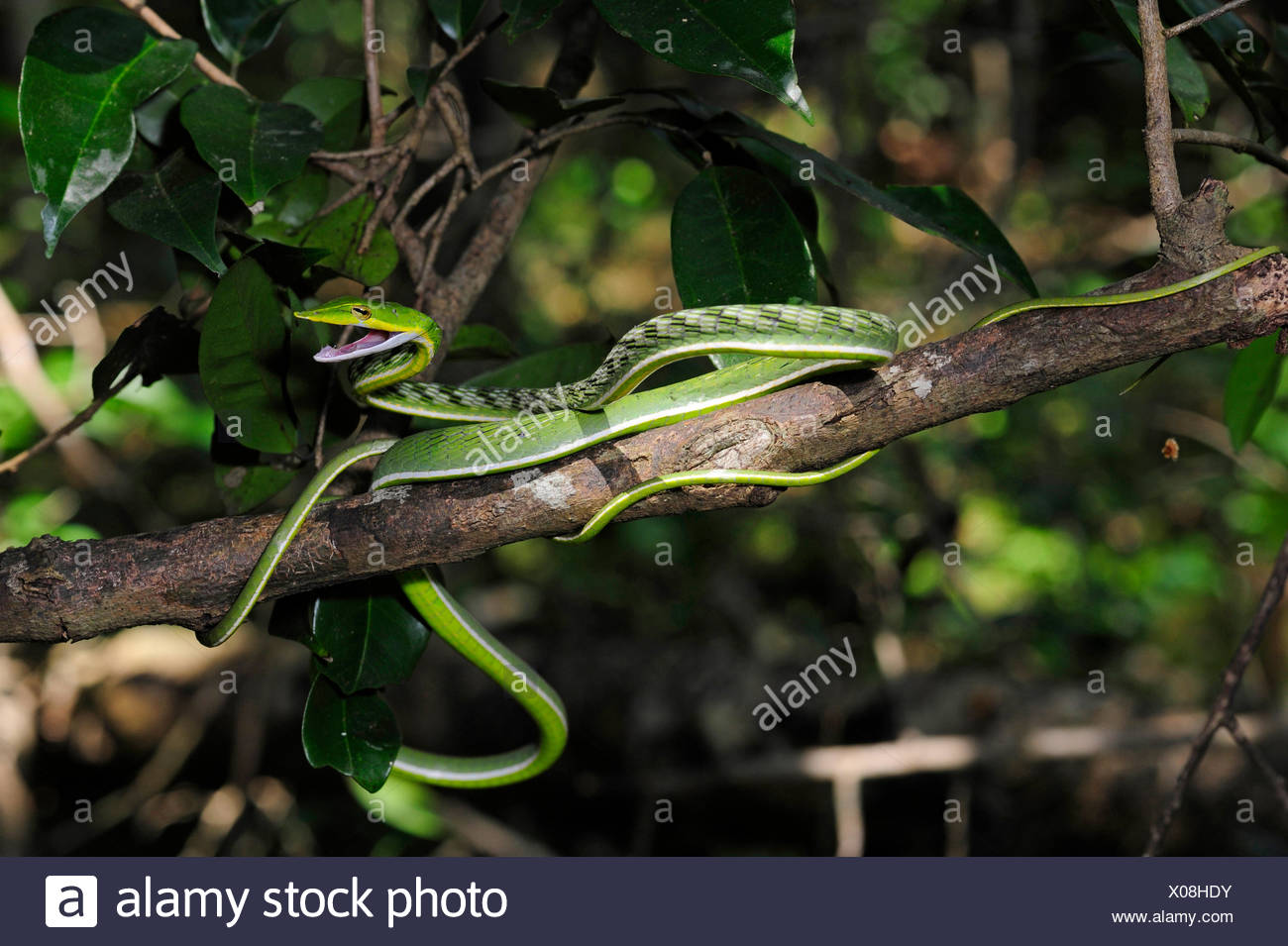 Longnose Whipsnake High Resolution Stock Photography and Images - Alamy
