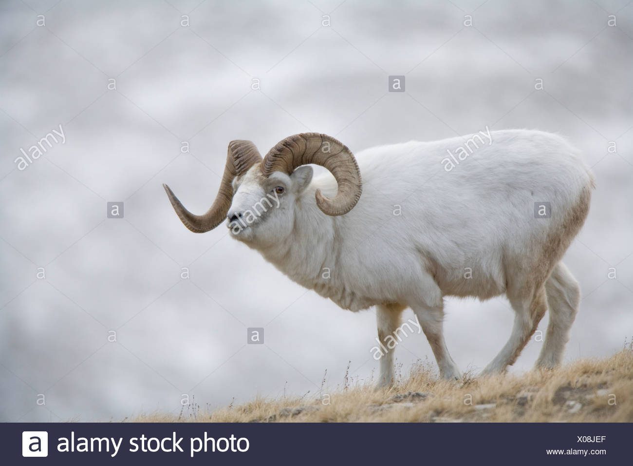 Adult Ram Sheep Stock Photos & Adult Ram Sheep Stock Images - Alamy