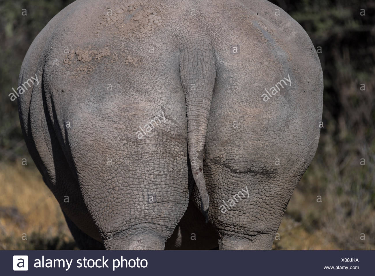 Rhino Tail High Resolution Stock Photography And Images Alamy