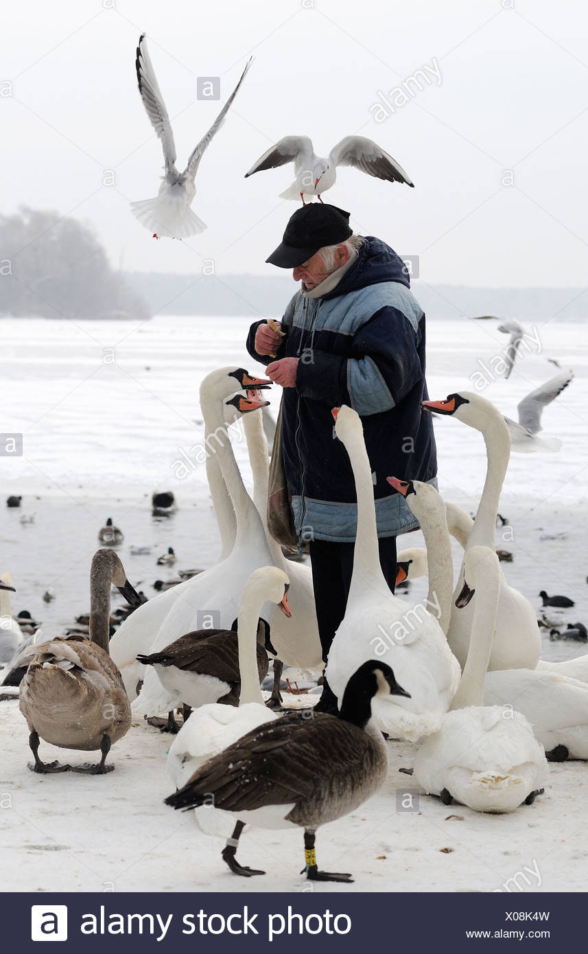 Man Feeding Seagulls High Resolution Stock Photography and Images - Alamy