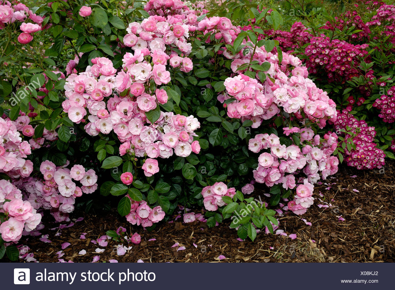 Rose Rosa Spec Rose Garden High Resolution Stock Photography and Images ...