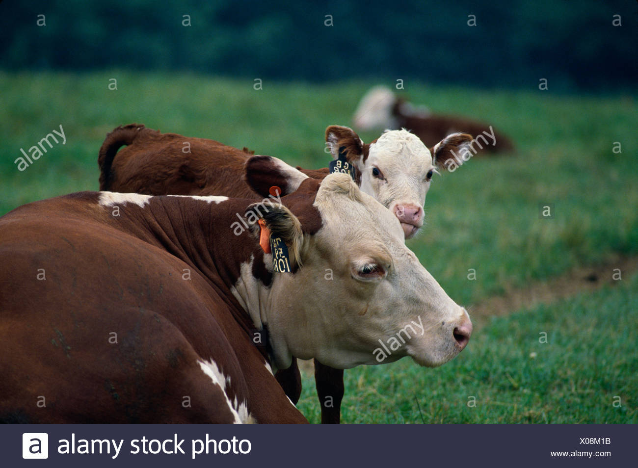 Polled Hereford Cattle High Resolution Stock Photography and Images - Alamy