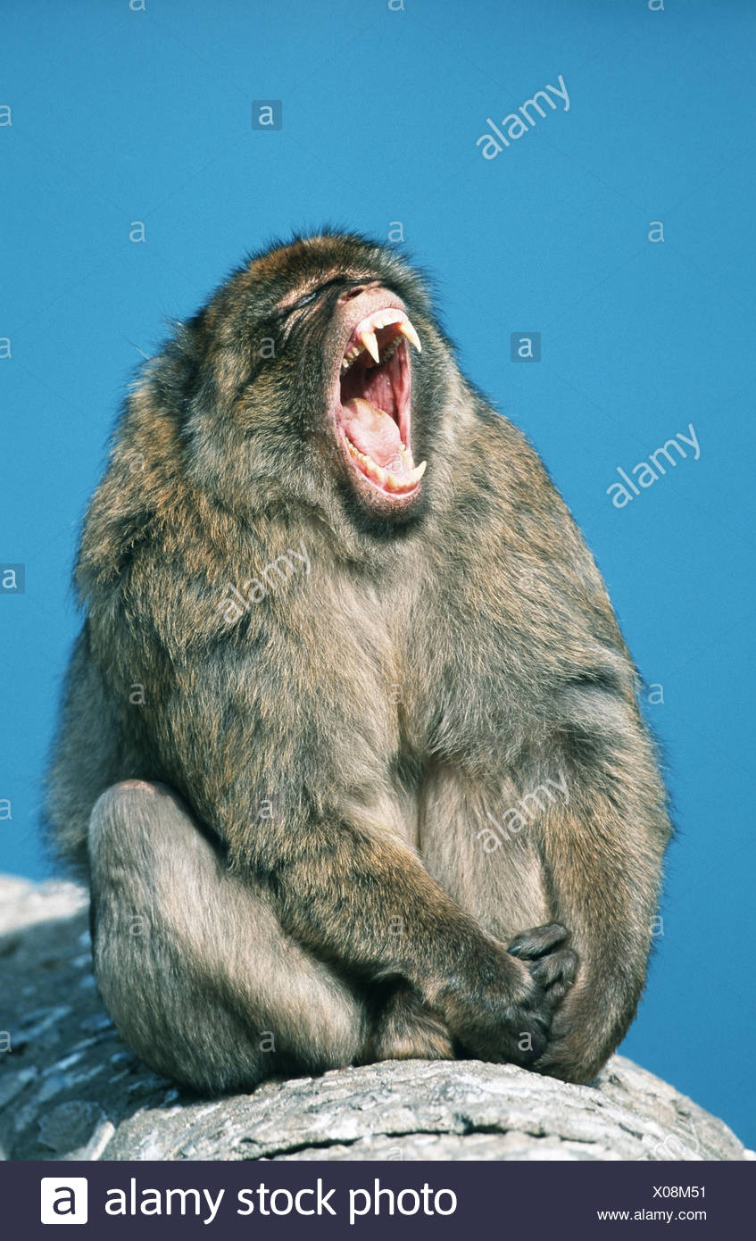 Gibraltar Ape Teeth High Resolution Stock Photography and Images - Alamy