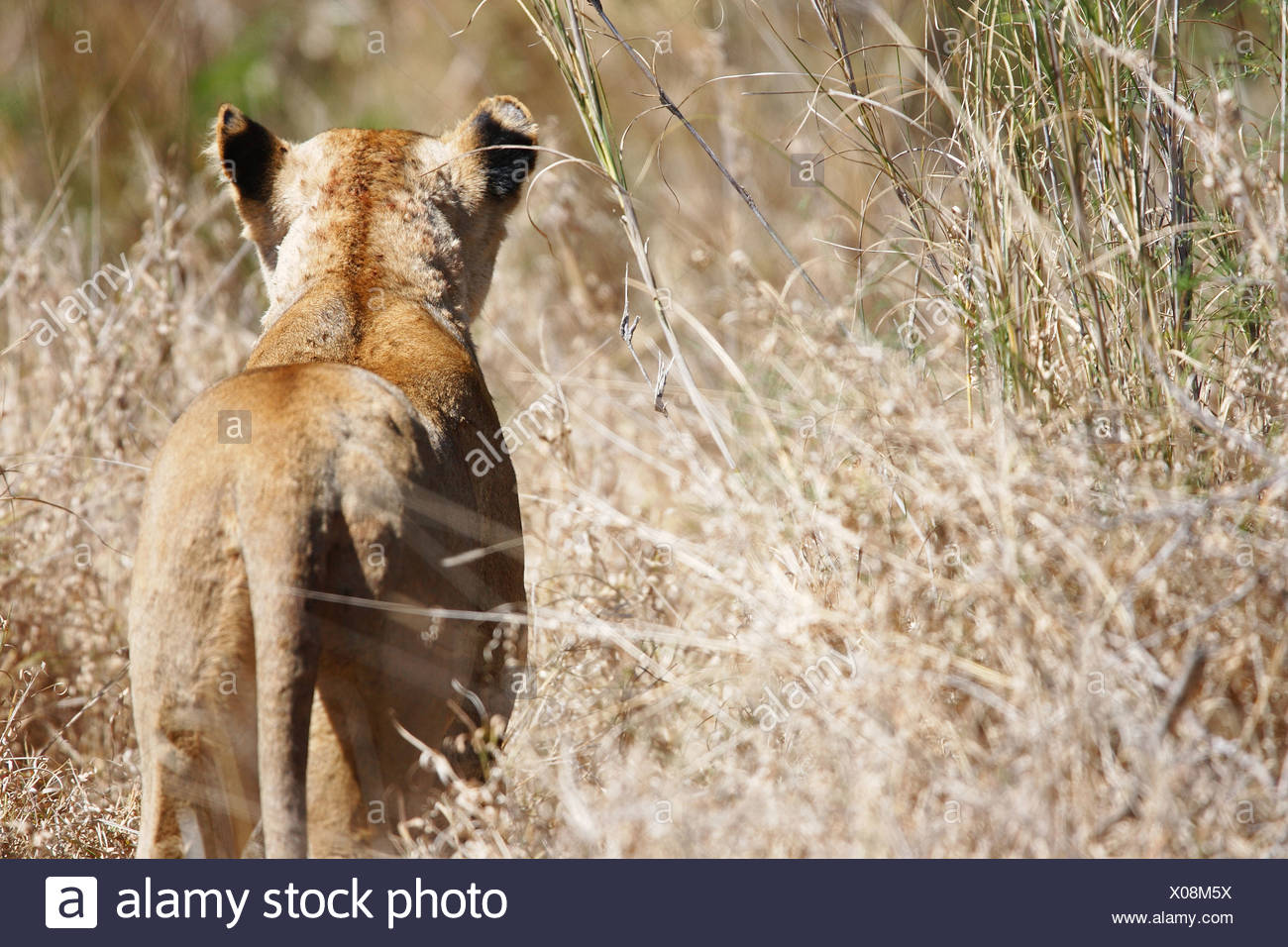 Creeping Lions High Resolution Stock Photography and Images - Alamy