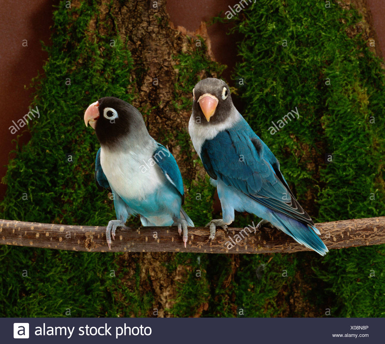 Masked Lovebird Stock Photos & Masked Lovebird Stock Images - Alamy