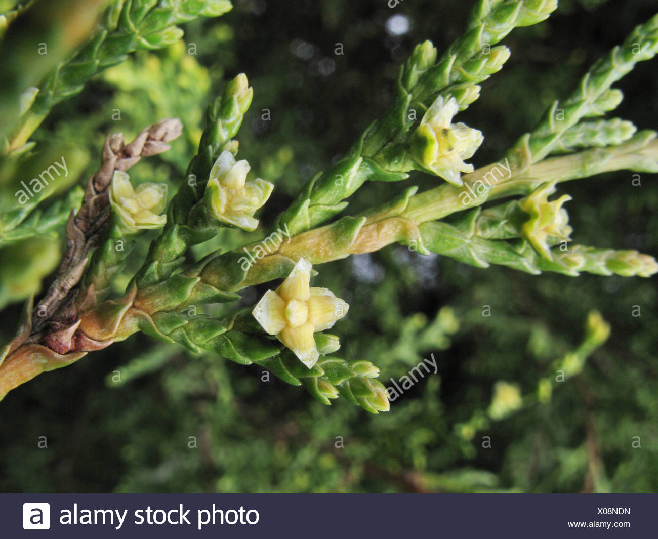 Leyland Cypress Tree High Resolution Stock Photography and Images - Alamy