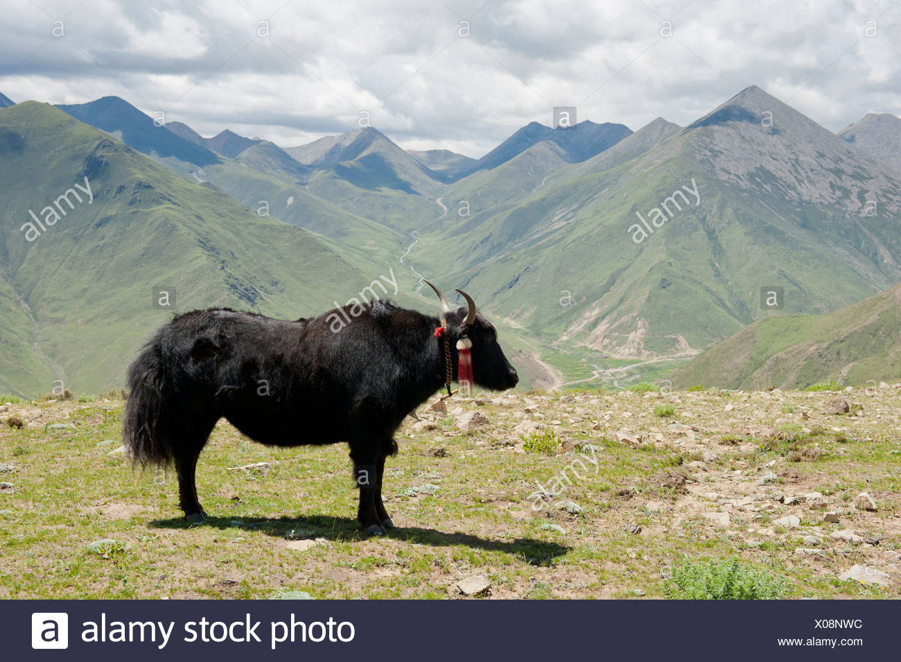 Bos Mutus High Resolution Stock Photography and Images - Alamy