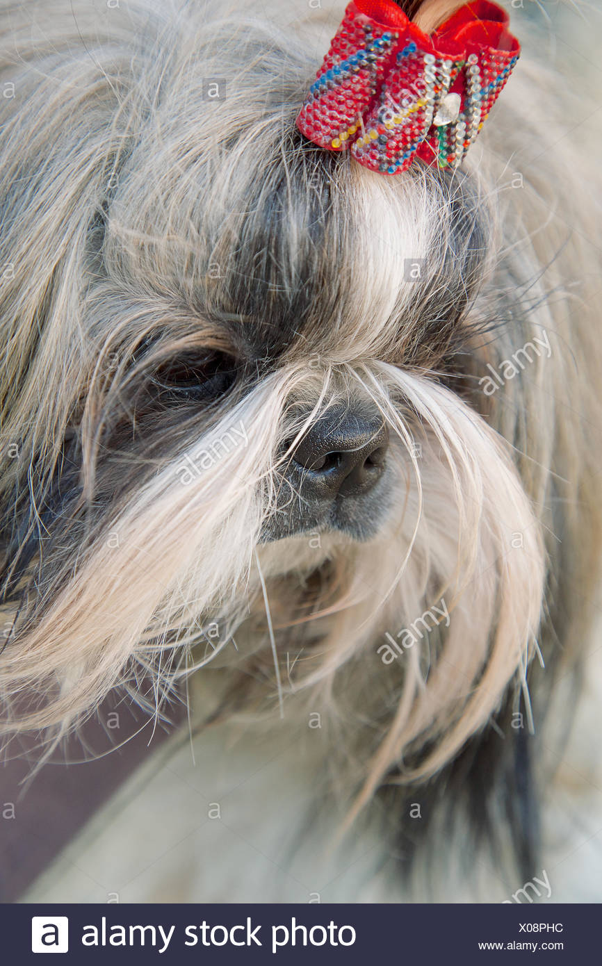 Shitsu Dog Stock Photos & Shitsu Dog Stock Images - Alamy