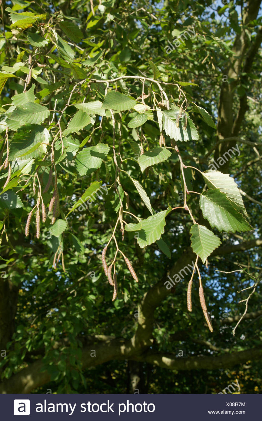 Grey Alder Tree High Resolution Stock Photography and Images - Alamy