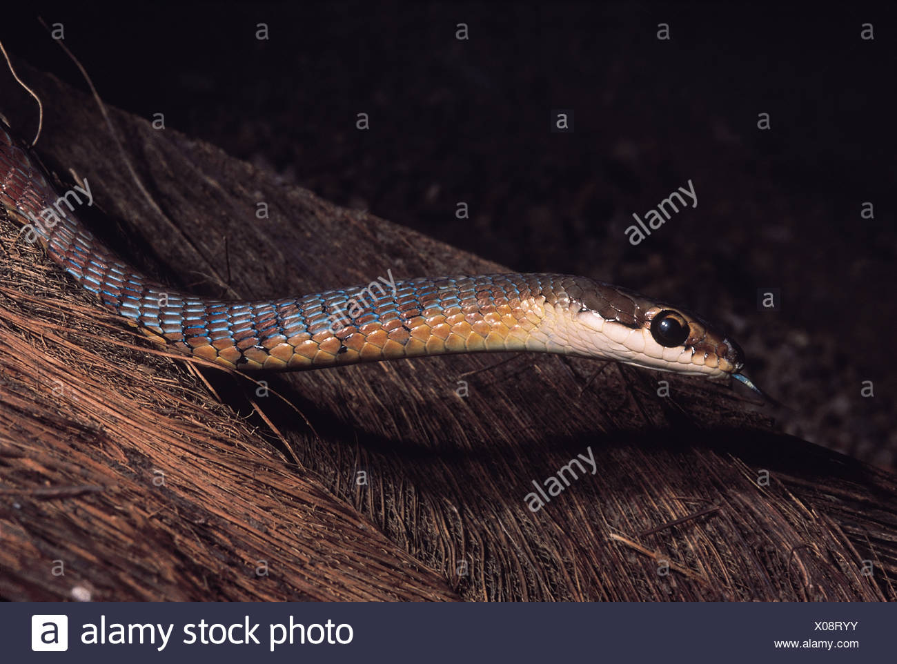 Common Bronzeback Snake High Resolution Stock Photography and Images ...