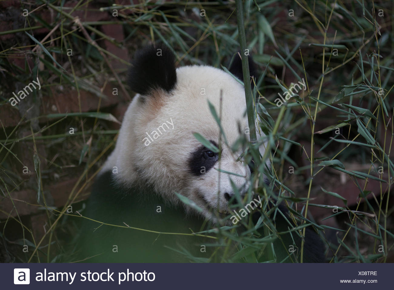Panda Face High Resolution Stock Photography and Images - Alamy
