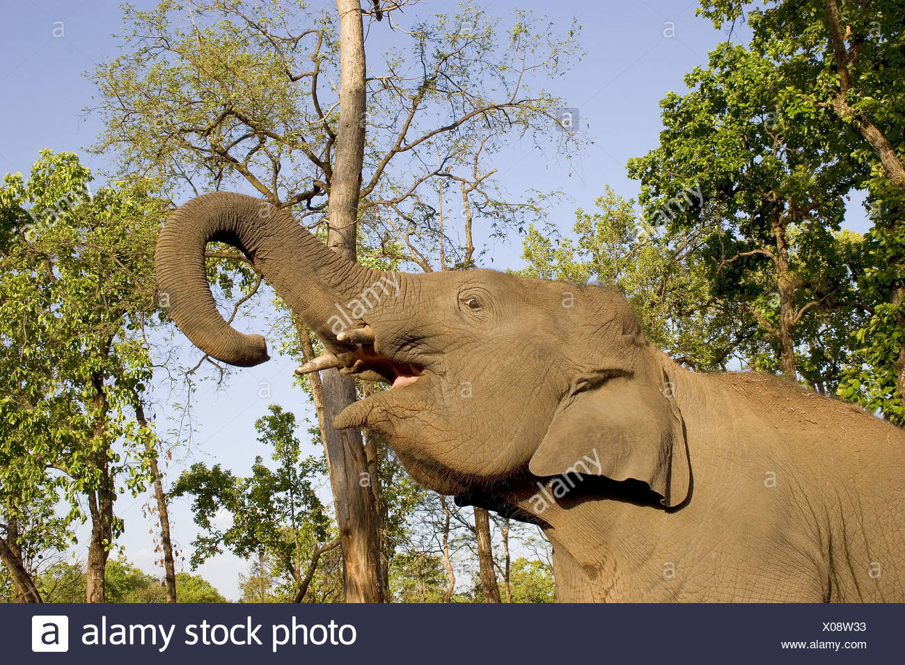 Elephant Trumpeting High Resolution Stock Photography and Images - Alamy