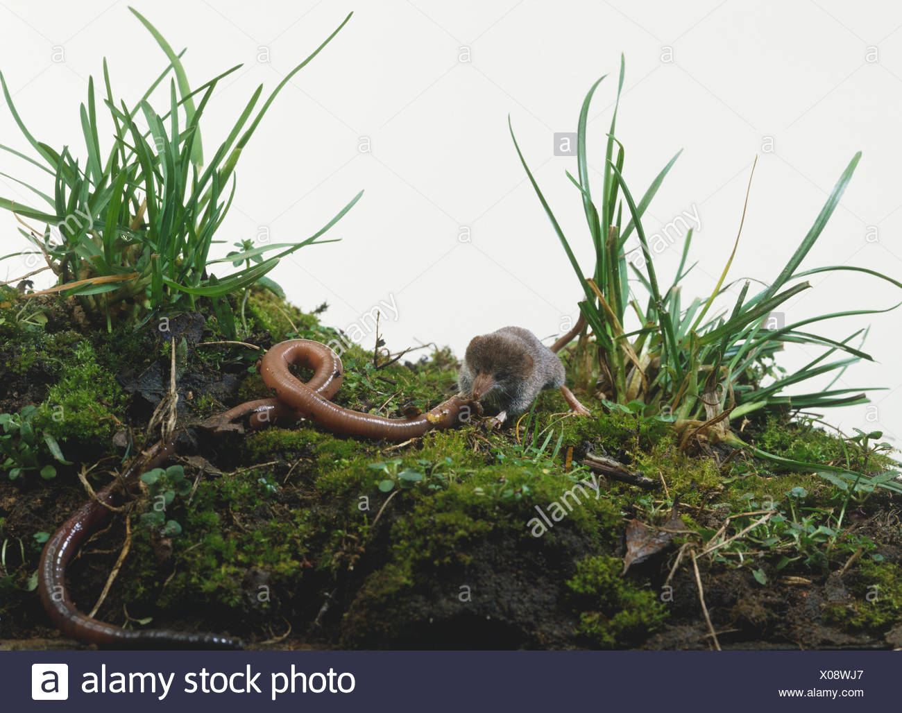 Pygmy Shrew High Resolution Stock Photography and Images - Alamy