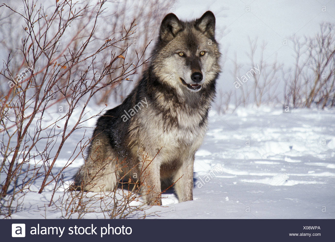 Mackenzie Valley Wolf Canis Lupus Mackenzii High Resolution Stock ...