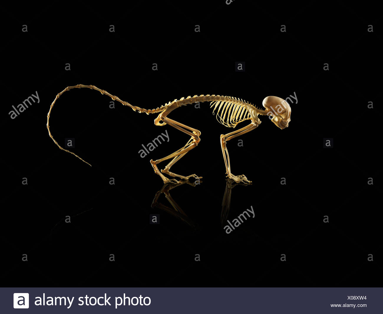 Animal Skeleton Black Background High Resolution Stock Photography and ...