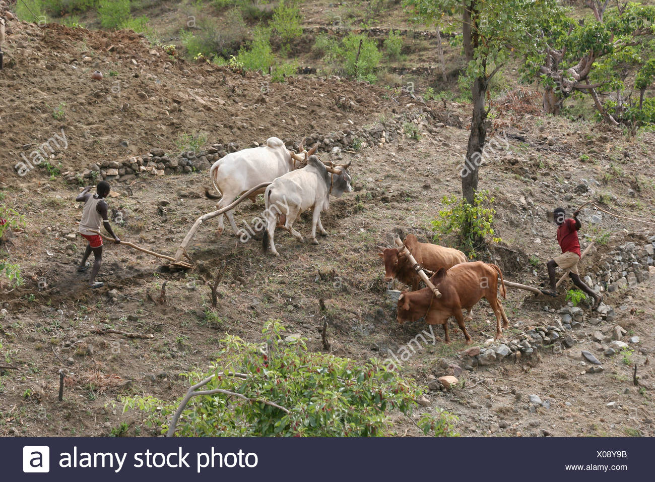 Ploughing Oxen Africa High Resolution Stock Photography and Images - Alamy