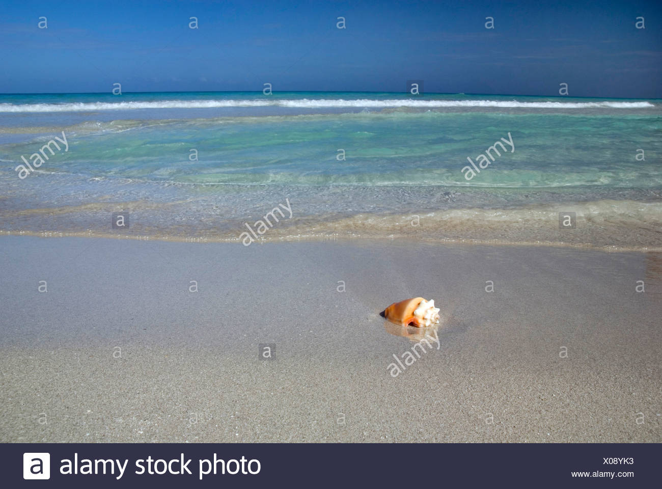 True Conch High Resolution Stock Photography and Images - Alamy