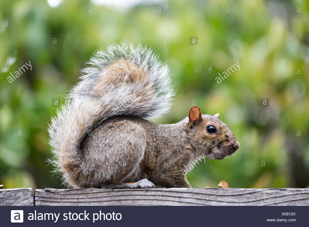 California Grey Squirrel High Resolution Stock Photography and Images ...