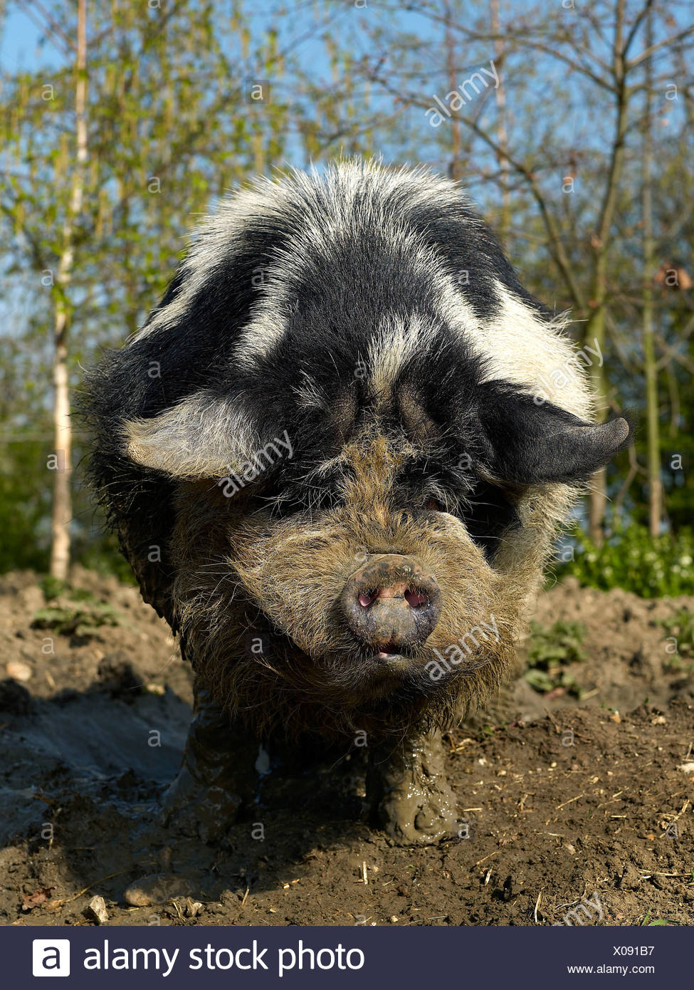 Ugly Pig Stock Photos & Ugly Pig Stock Images - Alamy