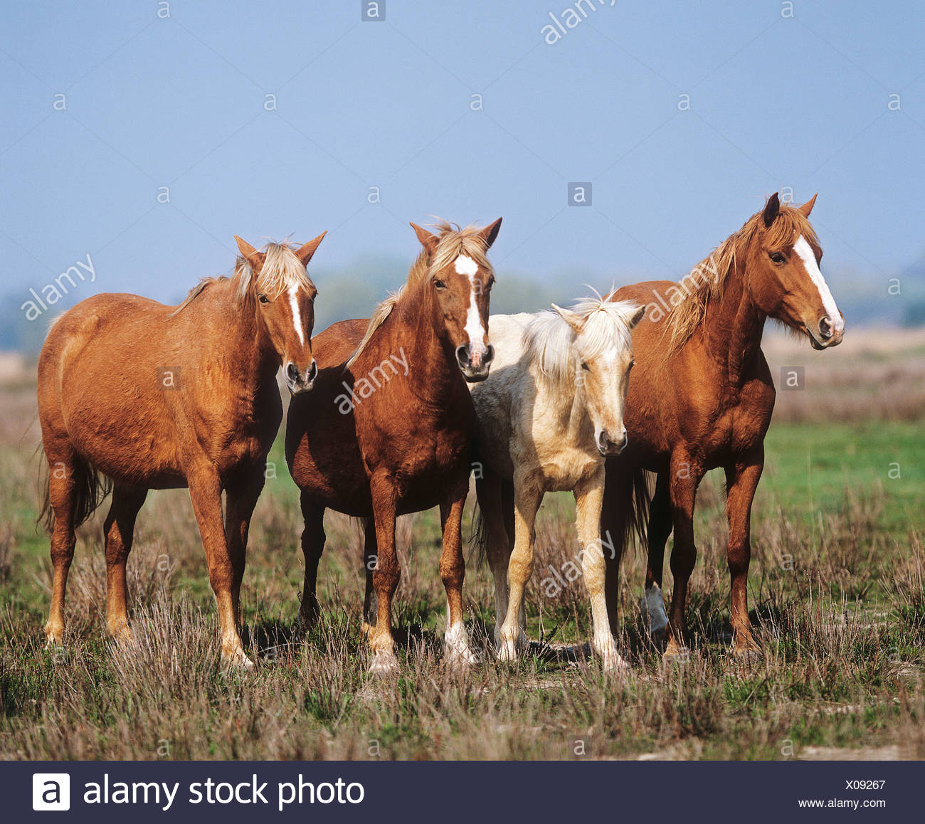 Norman Cob High Resolution Stock Photography and Images - Alamy