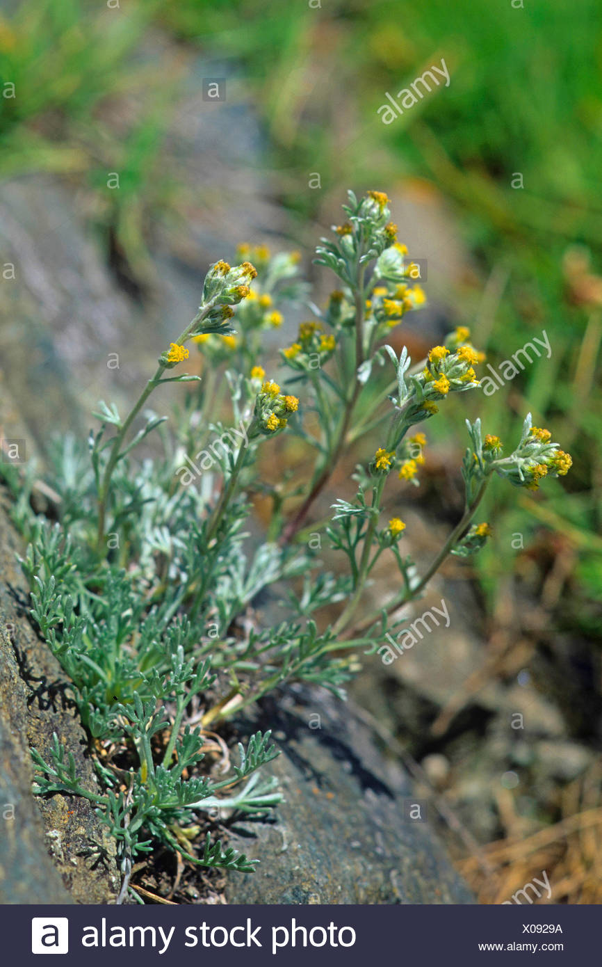 Genepi Artemisia High Resolution Stock Photography and Images - Alamy