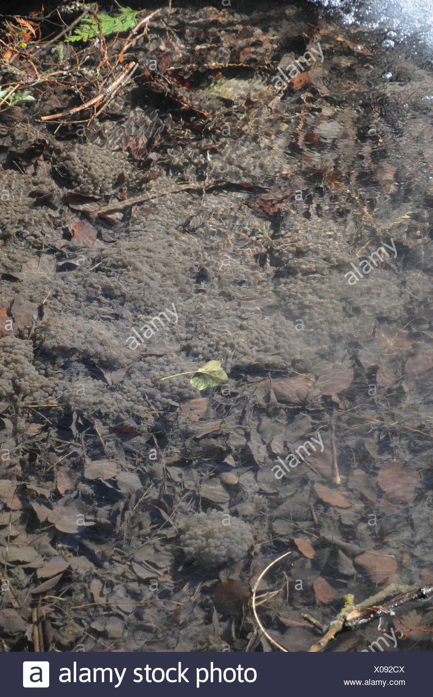 Frog Spawns High Resolution Stock Photography and Images - Alamy