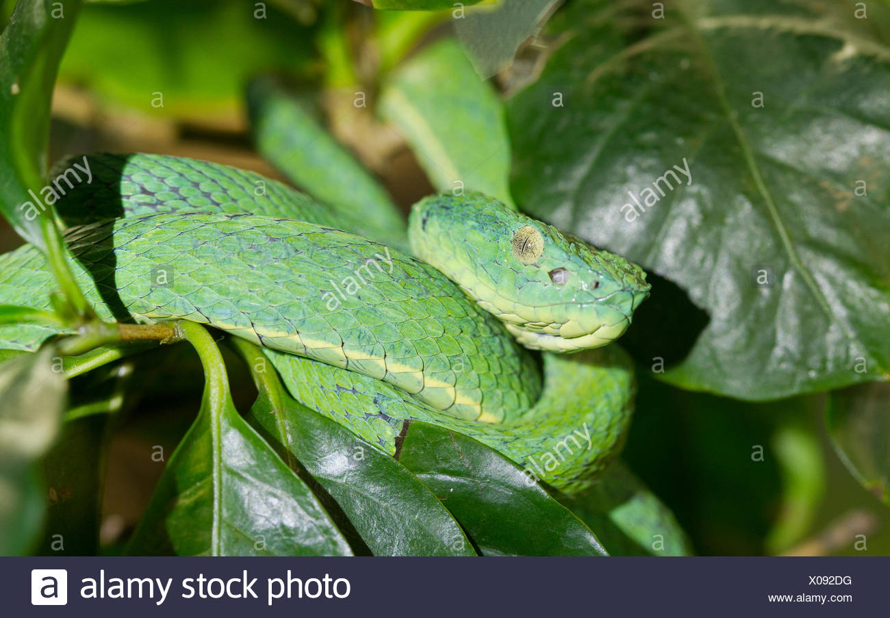 Lora Snakes High Resolution Stock Photography and Images - Alamy