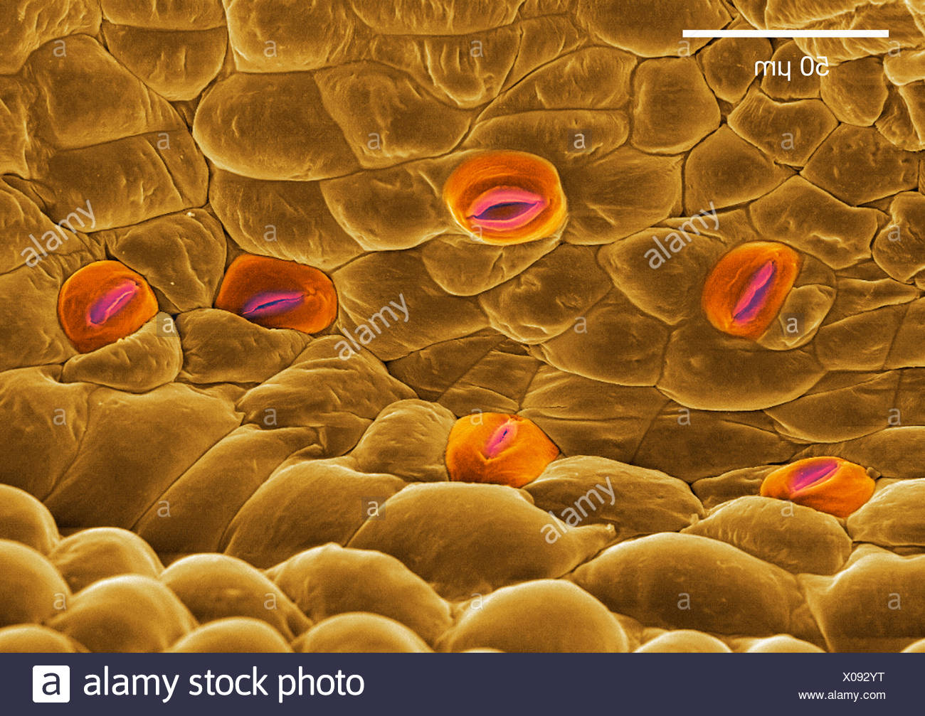 Electron Micrograph Plant Cell Stock Photos & Electron Micrograph Plant ...