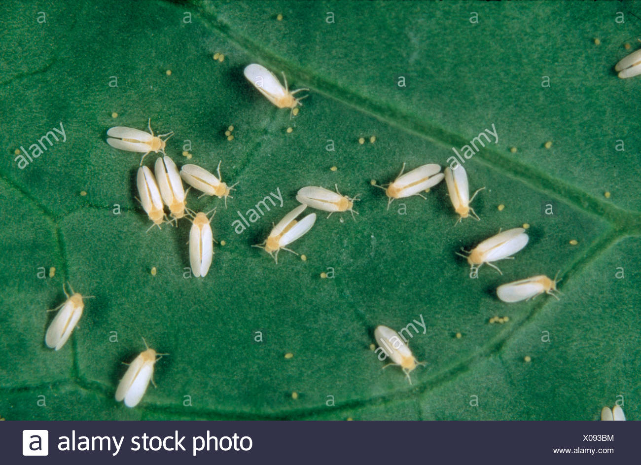 Cotton Whitefly Bemisia Tabaci Adult High Resolution Stock Photography ...