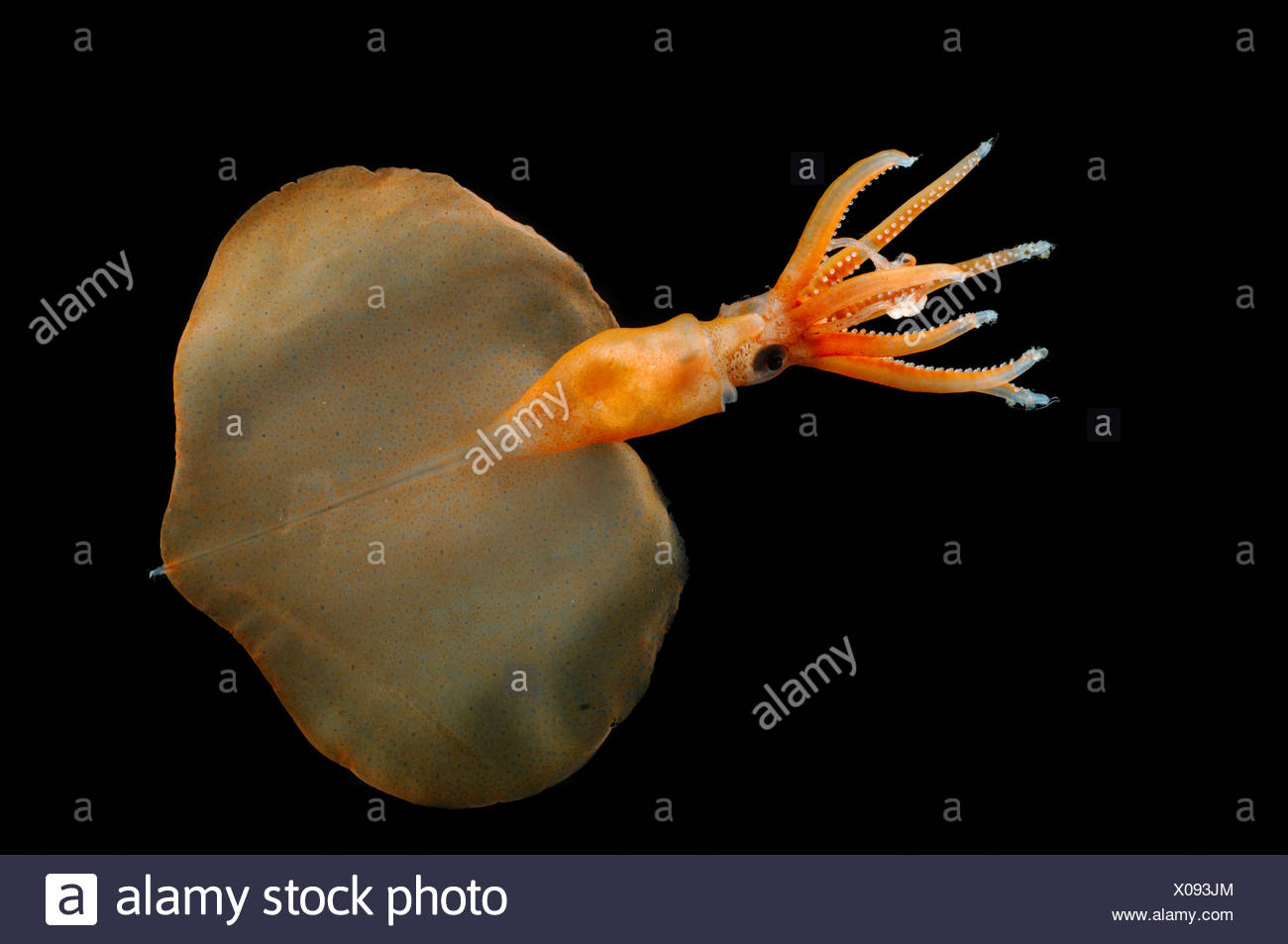Magnapinna Stock Photos & Magnapinna Stock Images - Alamy