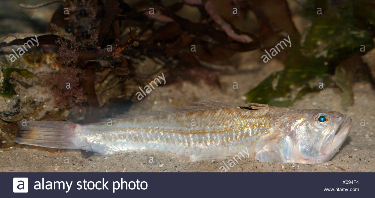Weever Fish High Resolution Stock Photography and Images - Alamy