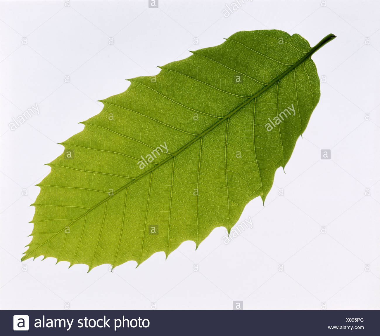 Pinnate Leaf Stock Photos & Pinnate Leaf Stock Images - Alamy